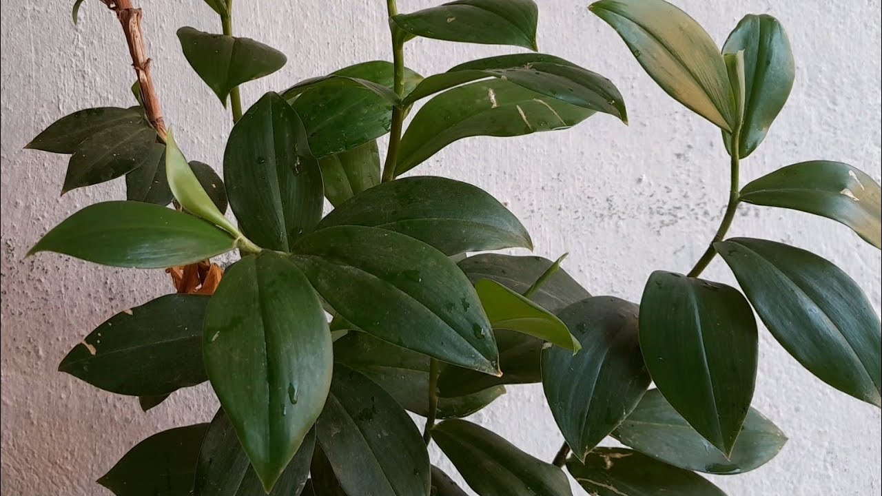 PARA QUE SERVE A PLANTA CANA-DE-MACACO/CANA-DO-BREJO QUAIS SÃO OS SEUS ...