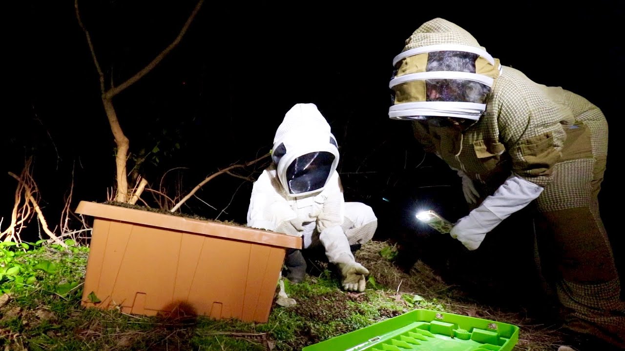 Night Honey Bee Swarm Rescue- We Needed to Act Fast!!!!! - YouTube