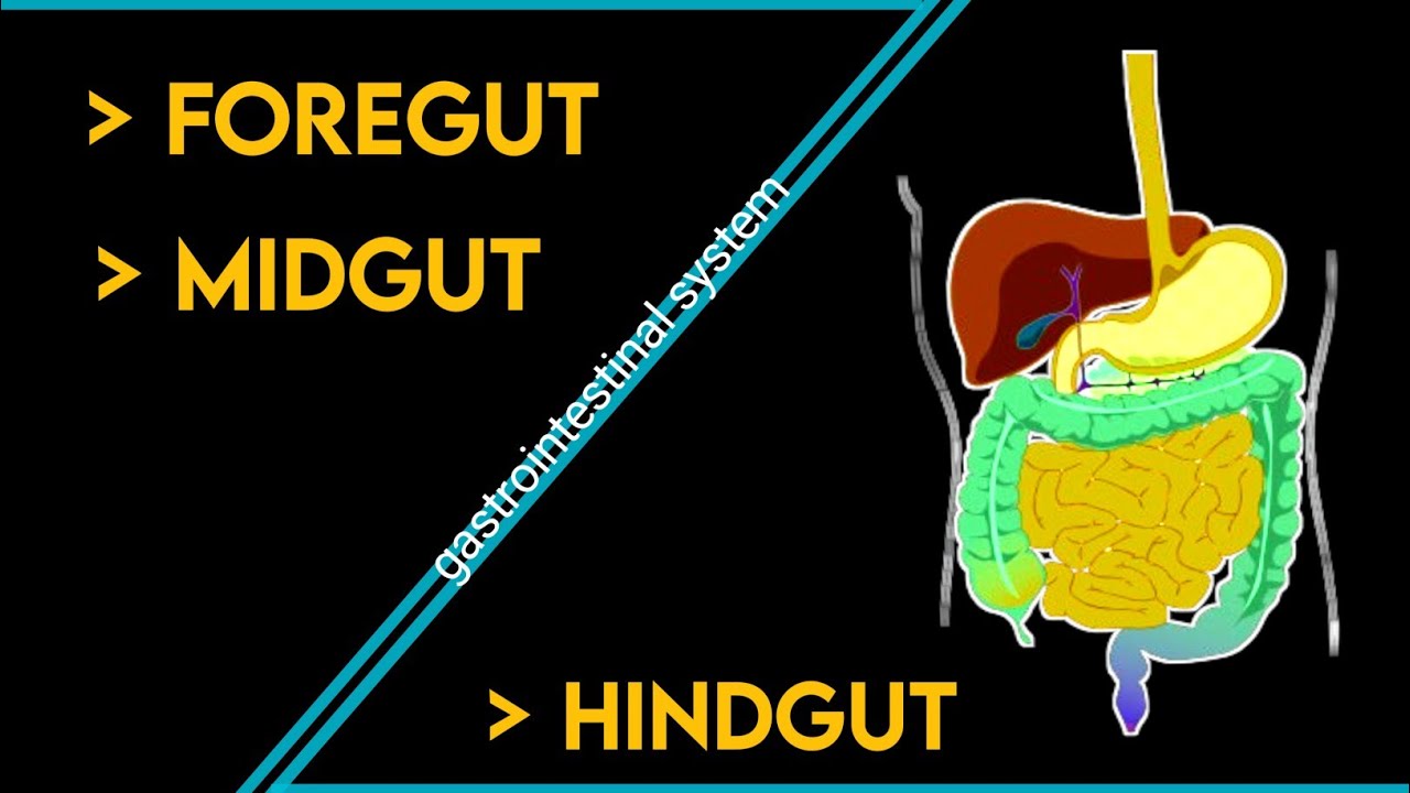 foregut, midgut and hindgut || gastrointestinal embryology - YouTube