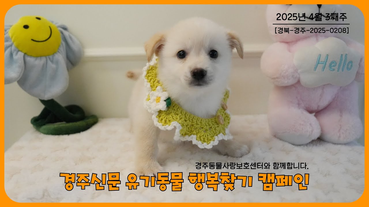 사람을 너무 좋아해서 안겨있으면 꼬리콥터 장착! [경주신문 유기동물 행복찾기 캠페인 | NO.2025-0208] - YouTube