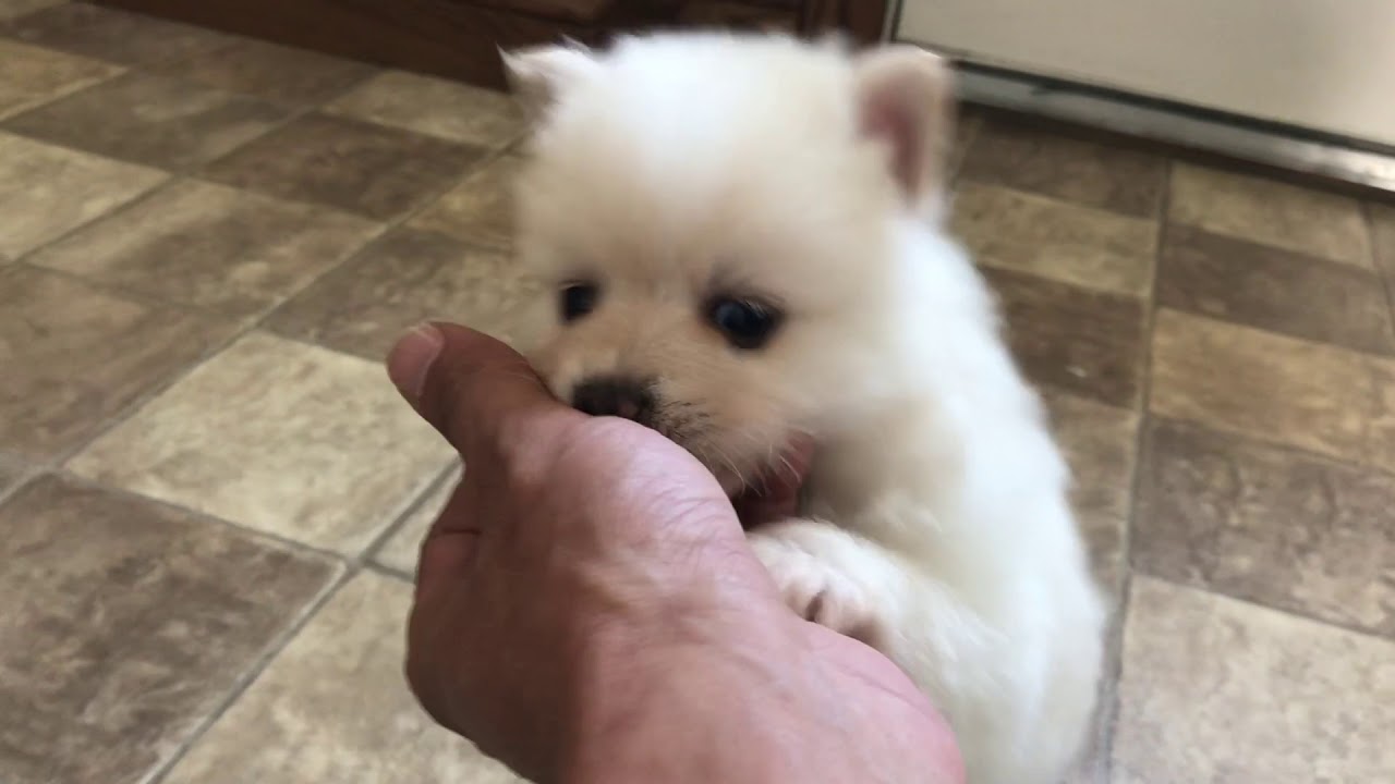 PuppyFinder.com : Pom Shi - YouTube