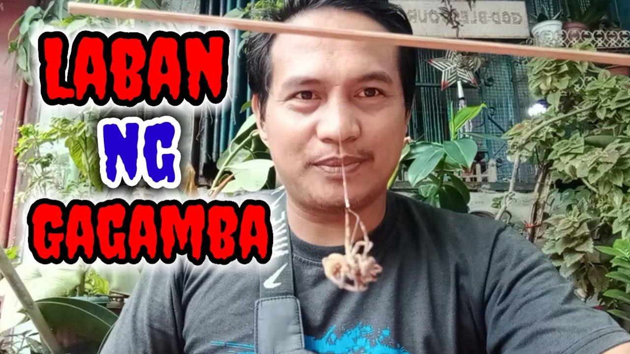 spider fight /Laban ng gagamba / kahit Natalo di sumuko - YouTube