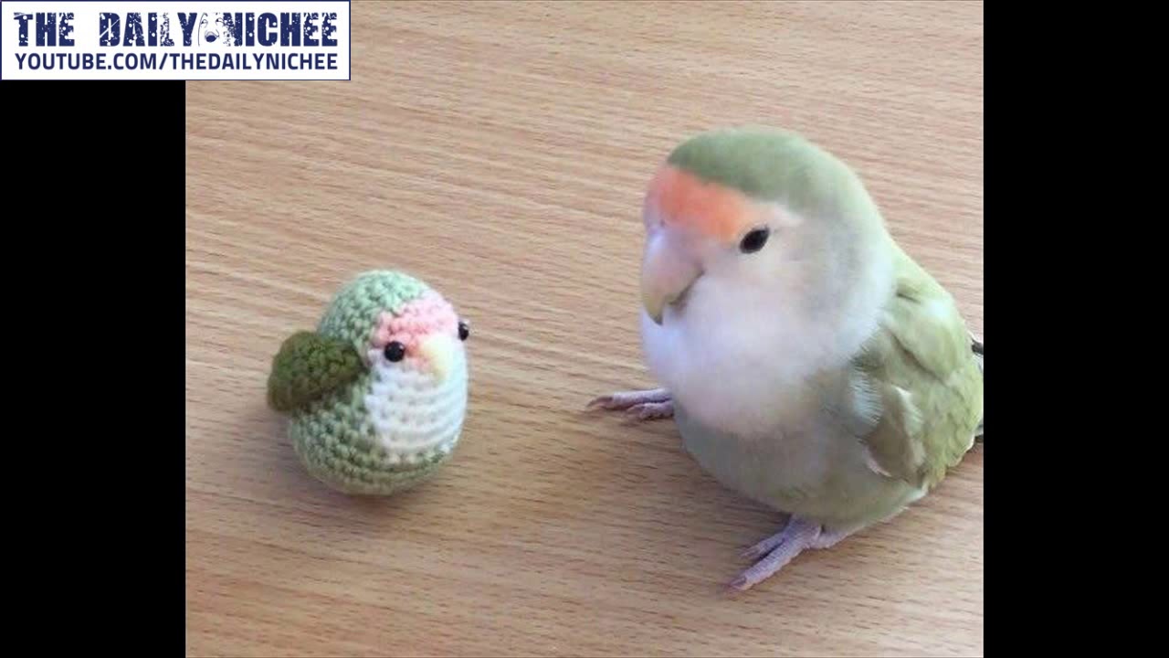coolest birb collection evar - cool birbs - YouTube