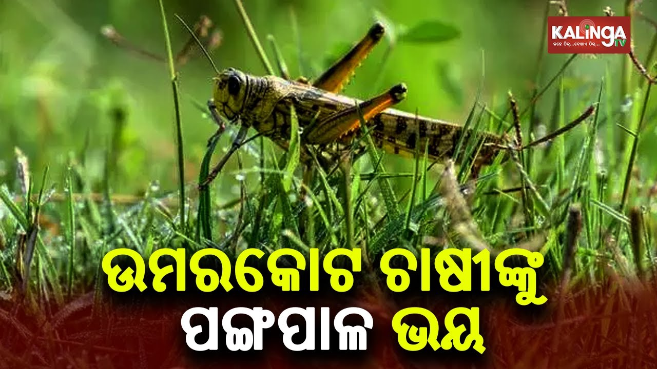 Locust like insects sparks fear in the farmers in Nabarangpur district ...