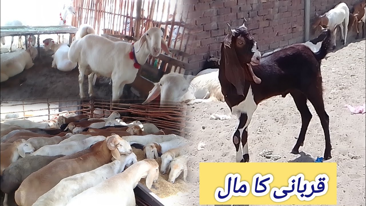 Sindhe Kamore Bakra | White dumba |big dumba |Qurbani ka mall| Bakraeid ...
