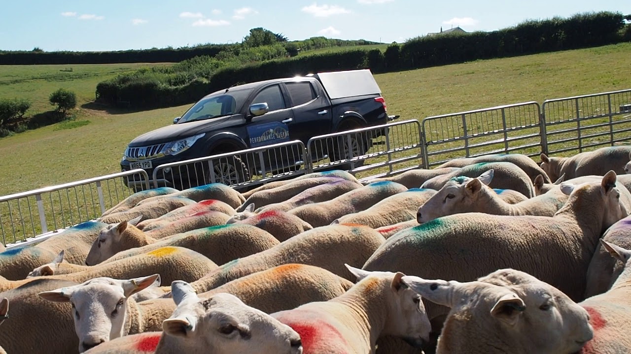 Lleyn shearling rams for sale 2019 - YouTube