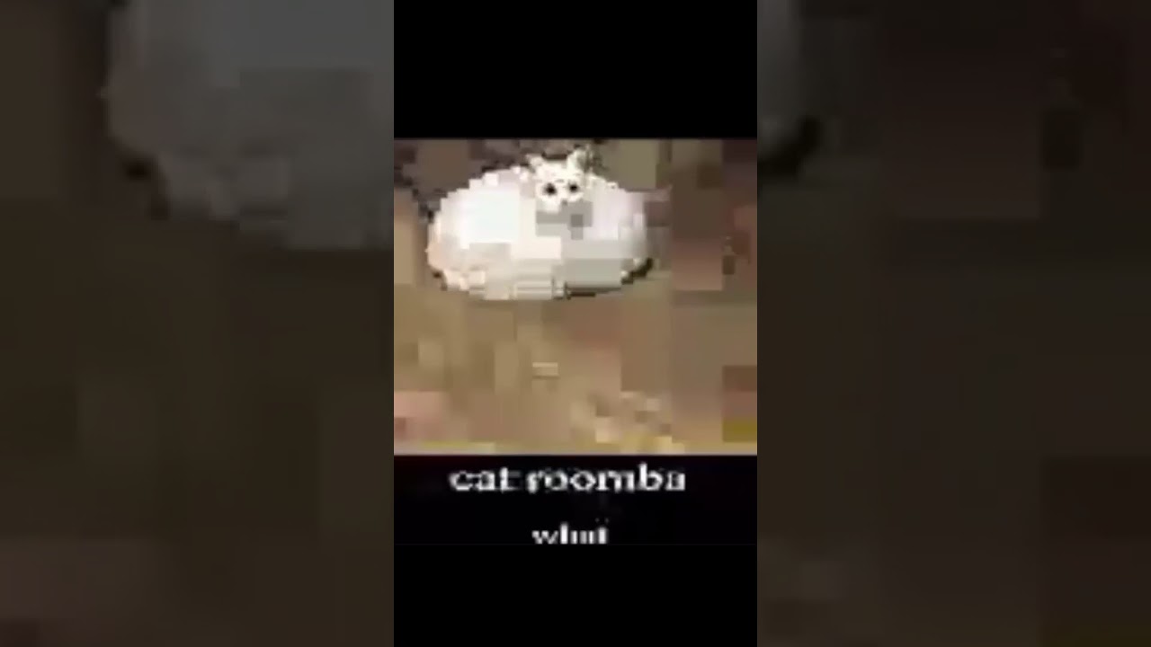 cat roomba 144p - YouTube