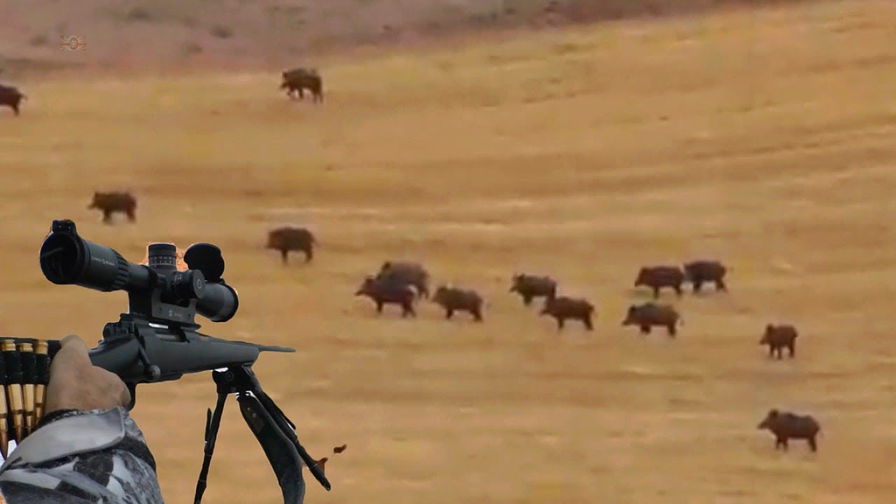 Hunting Wild Boars with Sniper Rifles and Skilled Marksmen | Hunting ...