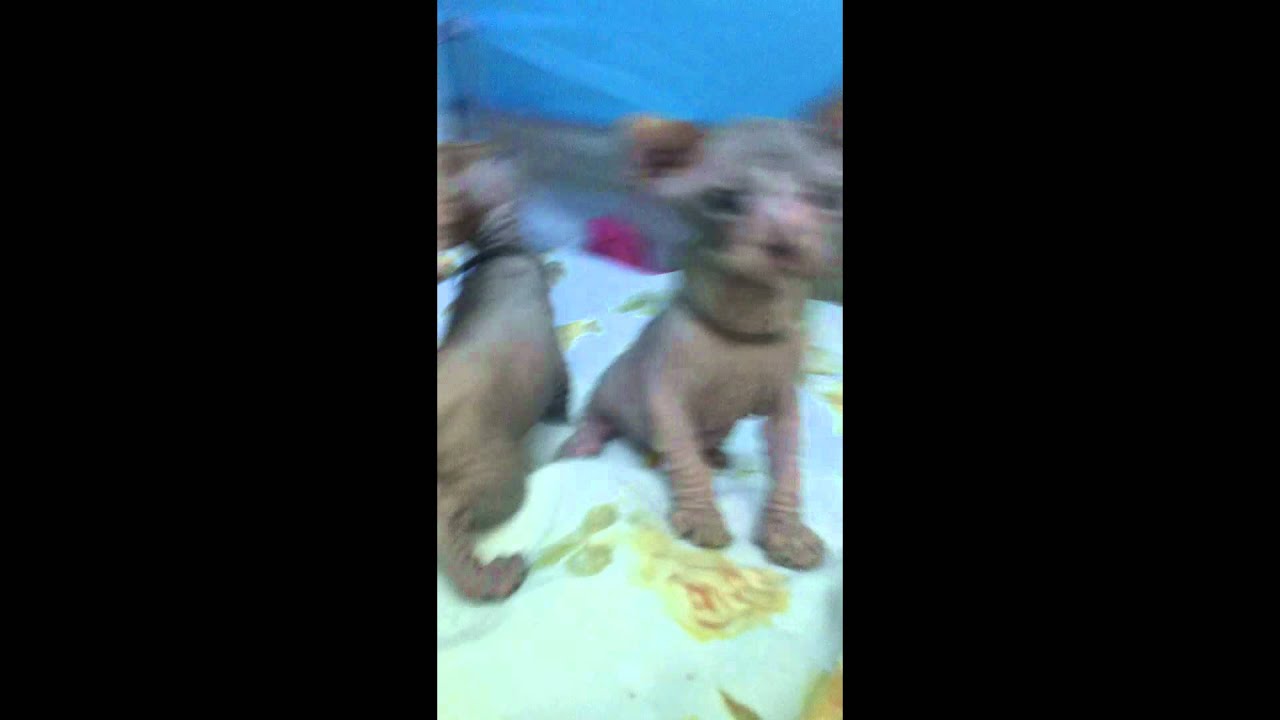 Adorable Sphynx Babies - YouTube