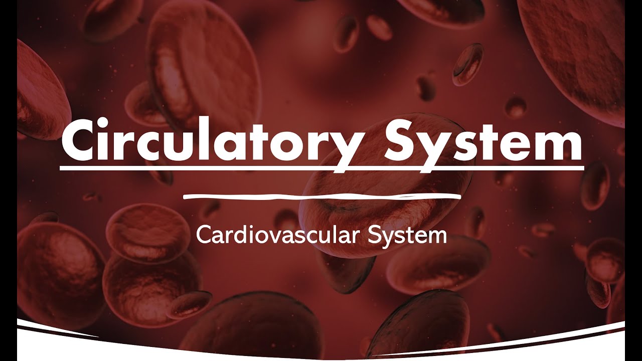 Circulatory System (with time stamps) - YouTube