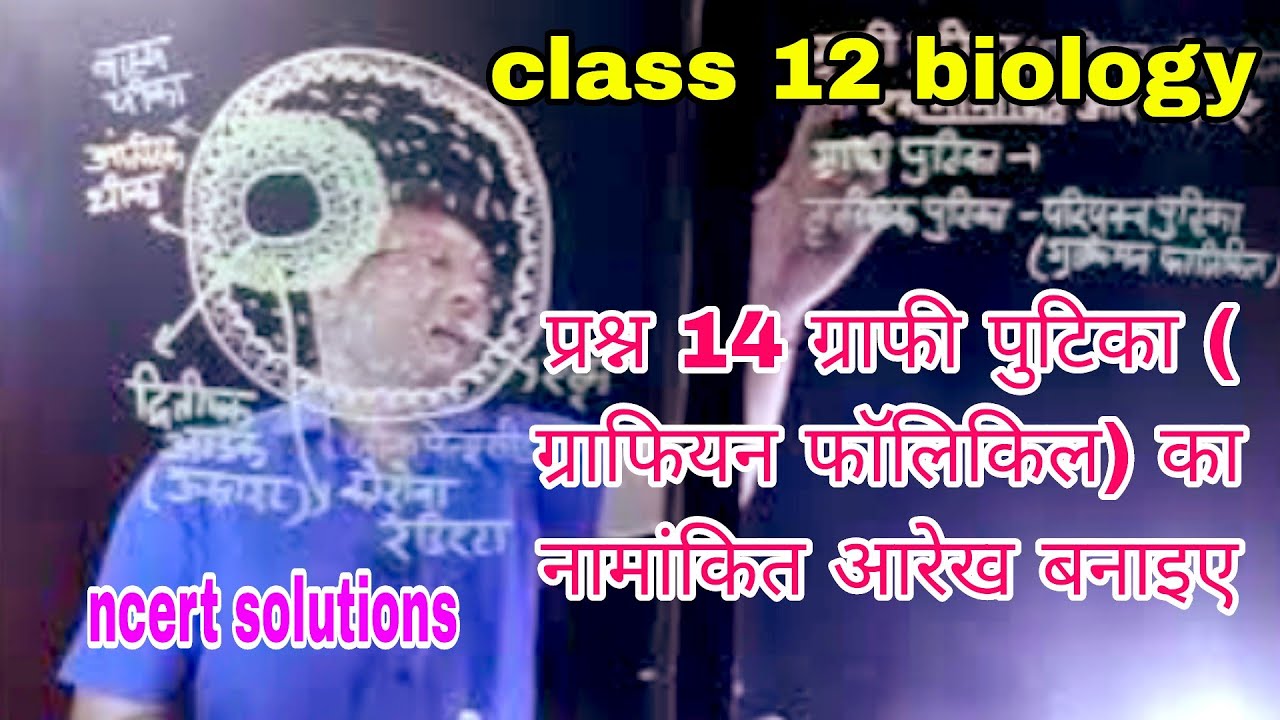 प्रश्न 14 ग्राफी पुटिका (ग्राफियन फाॅलिकिल) का एक नामांकित आरेख बनाइए ...