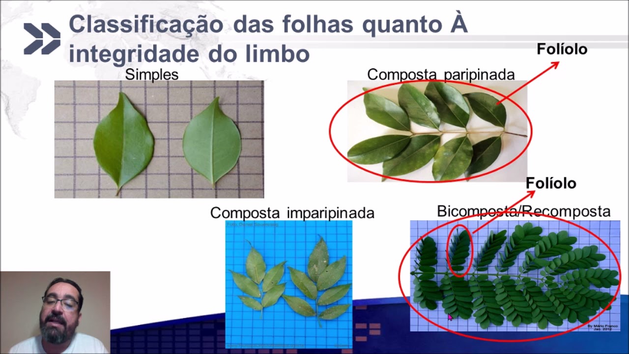 MORFOLOGIA DA FOLHA E PROPAGAÇÃO VEGETATIVA - YouTube
