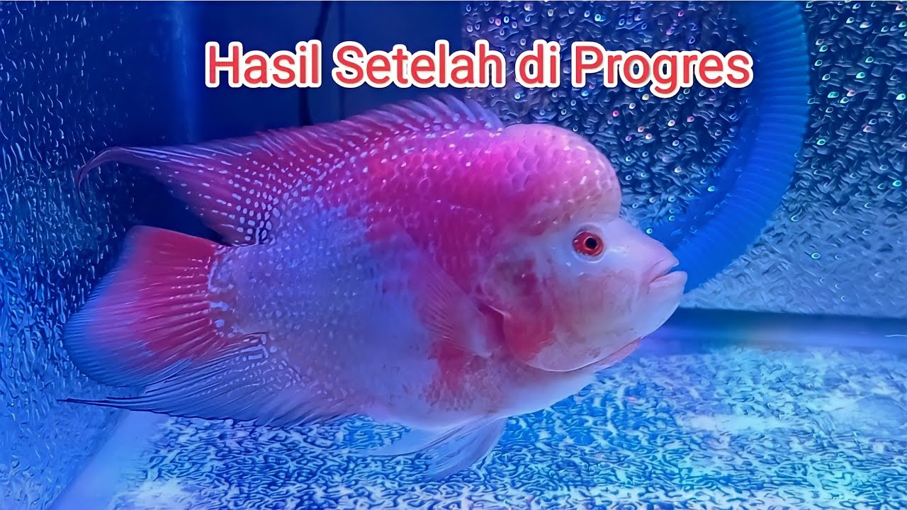 Progres Louhan SRD Dari size 5 cm Begini Hasil nya Merah - YouTube
