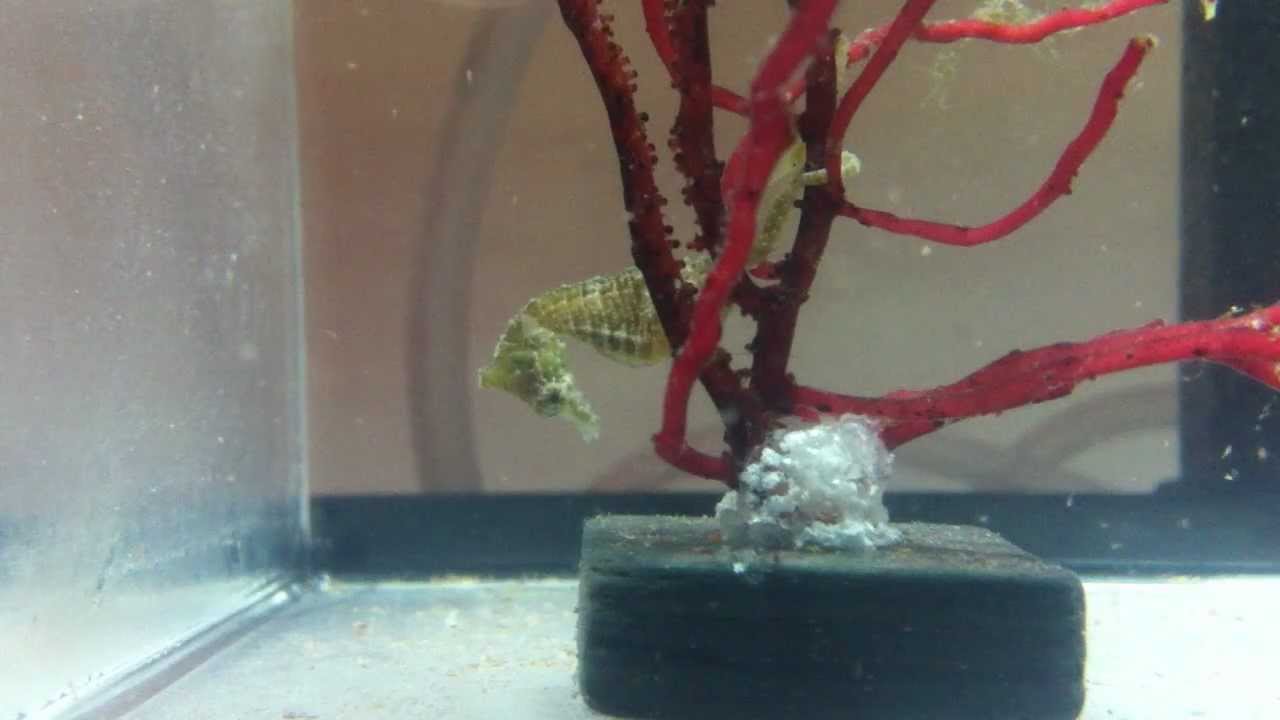 Dwarf Seahorse Eating Live and Frozen Food - YouTube
