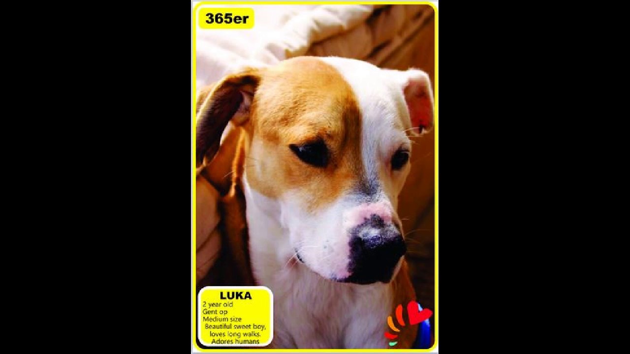 Fallen Angels Dogs Available for Adoption - YouTube