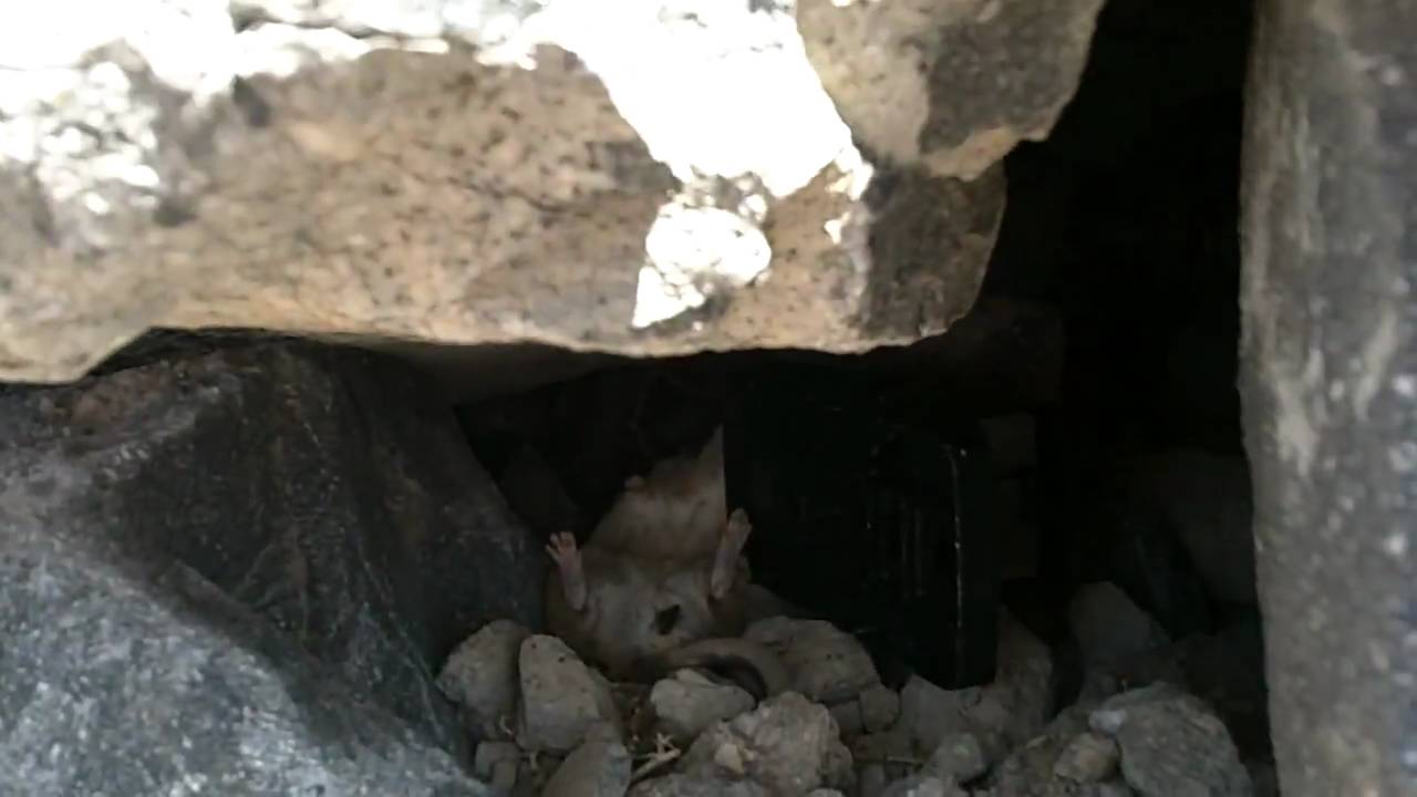 Vole Hunt 2010 - Giant Vole #2 - YouTube