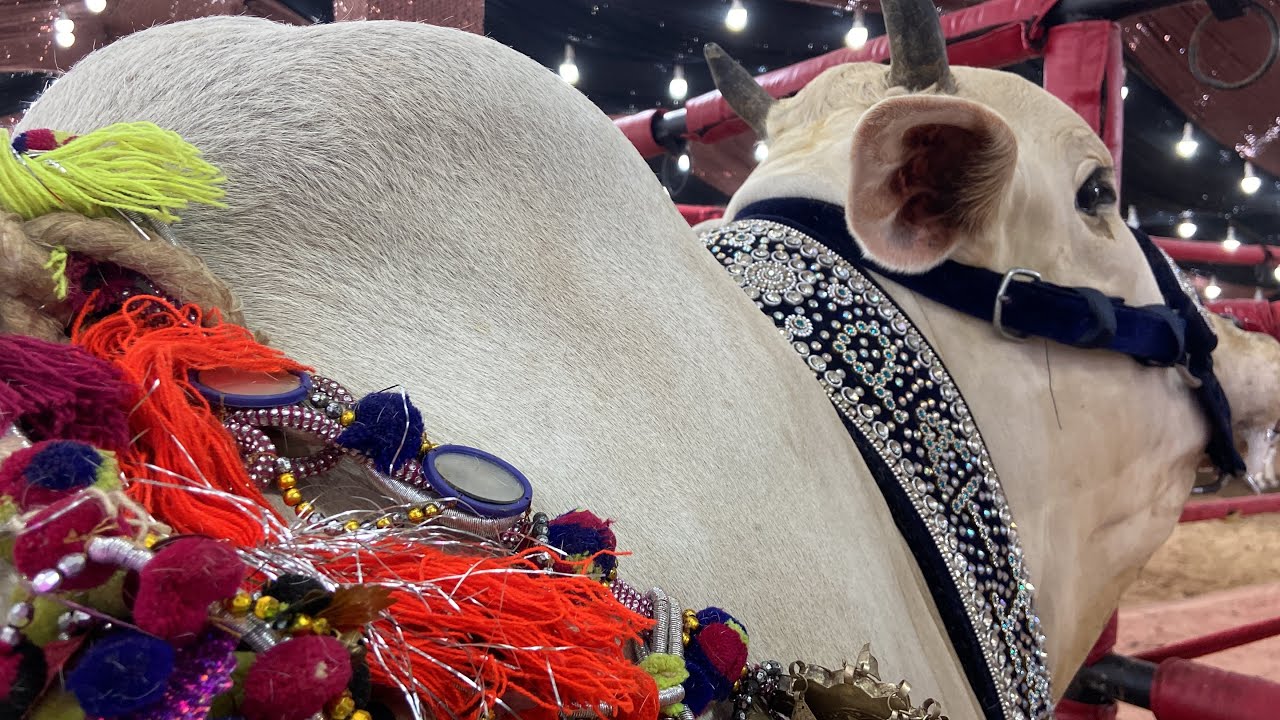 FIVE BIGGEST ANDHRA COWS | PATHAN CATTLE FARM | KOLKATA COW 2024 - YouTube