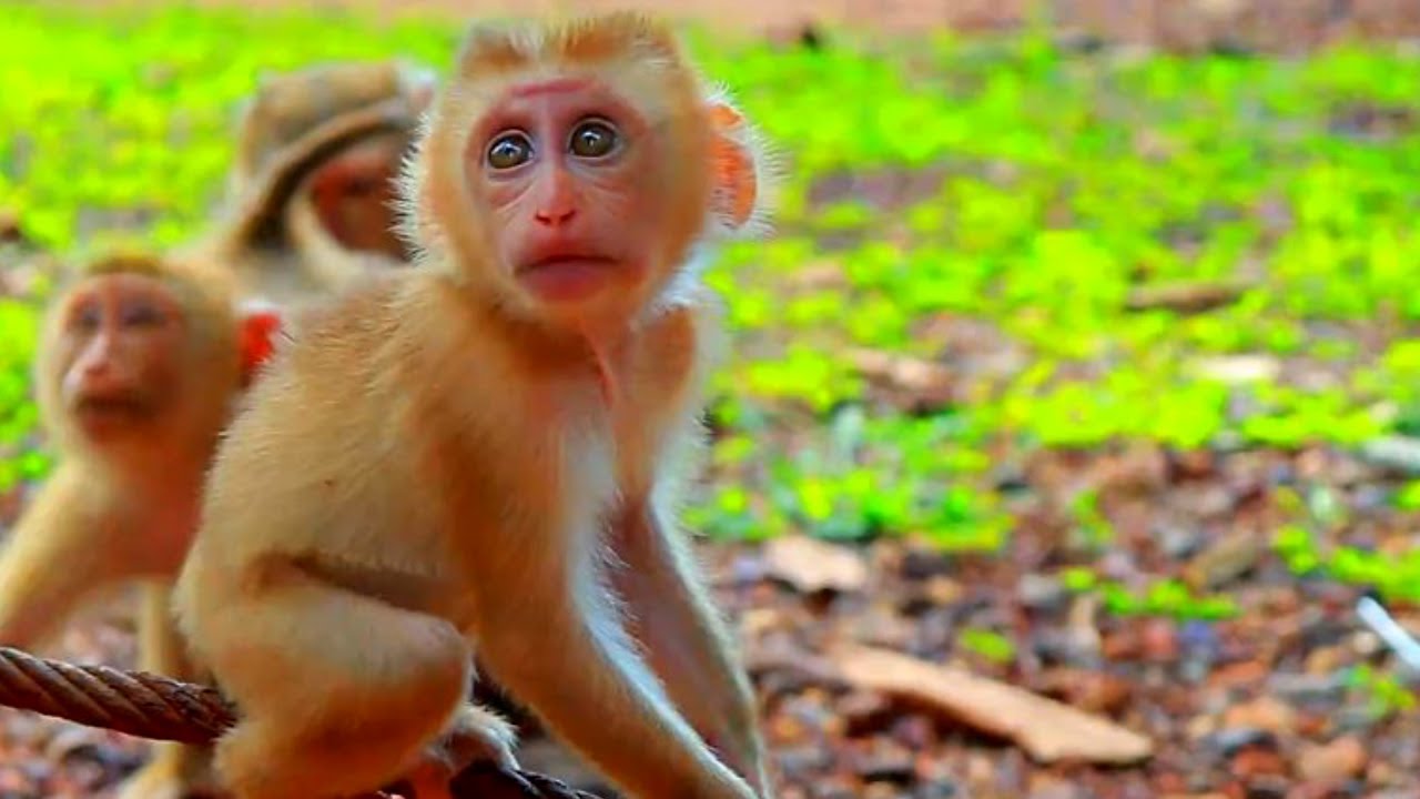 Cute Baby Monkey Lexi Playing Around Mom Loy | The monkeys - YouTube