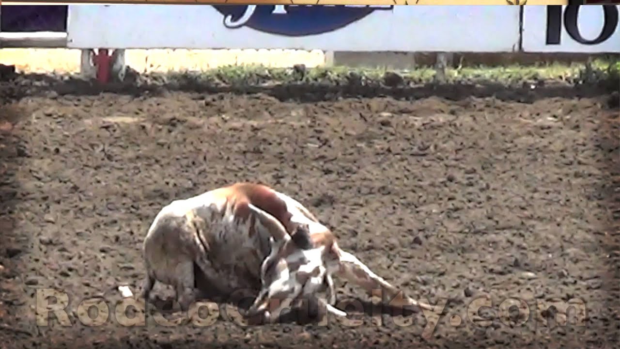 Phony Rodeo Animal Injury Surveys - YouTube