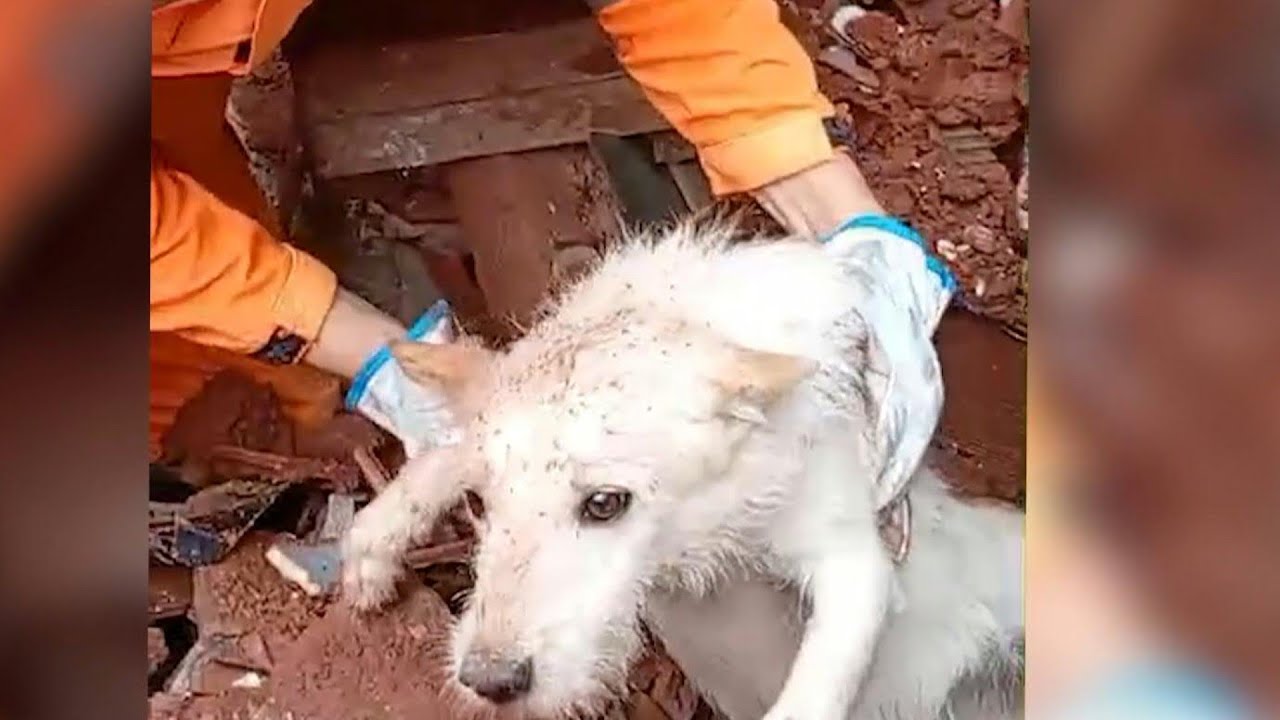 El perro Paquito y otras mascotas rescatadas tras letales lluvias en ...