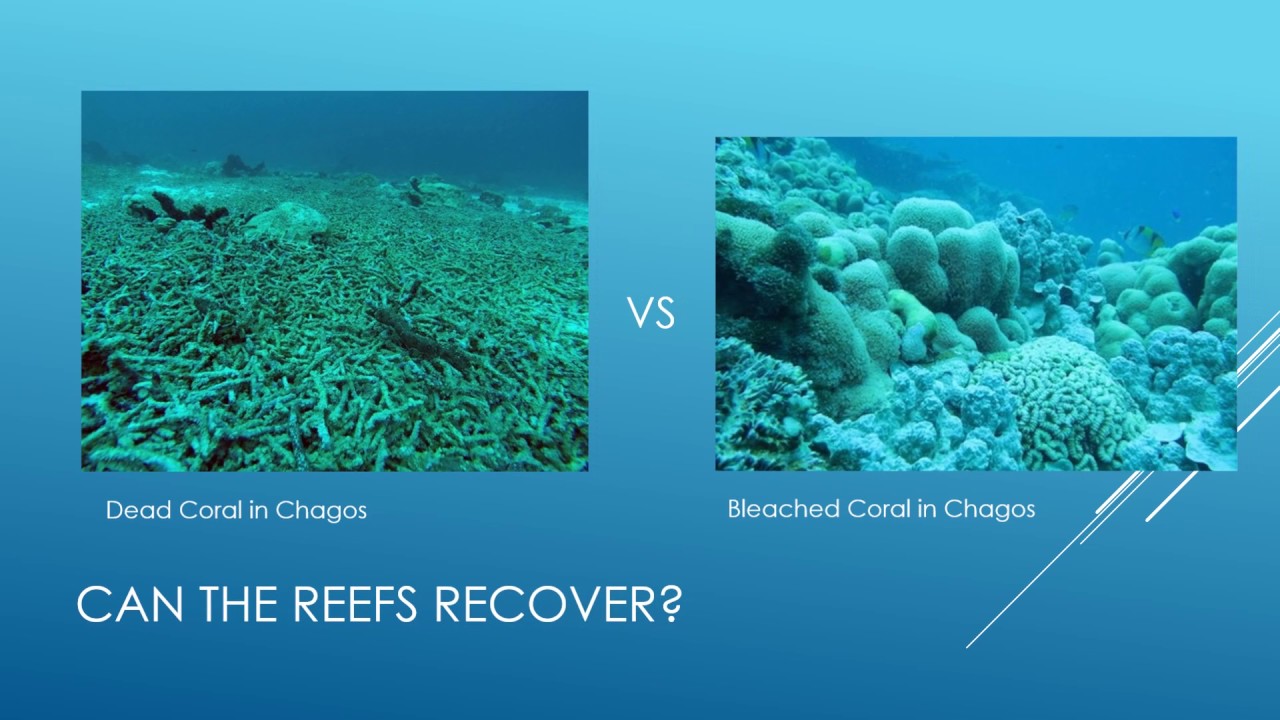 Coral Reef in the Chagos Islands - YouTube