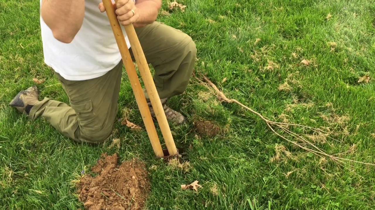 Arbor Day foundation white oak trees planting - YouTube