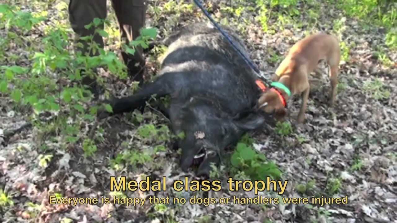 Wild boar trophy hunt 1-Croatia - YouTube