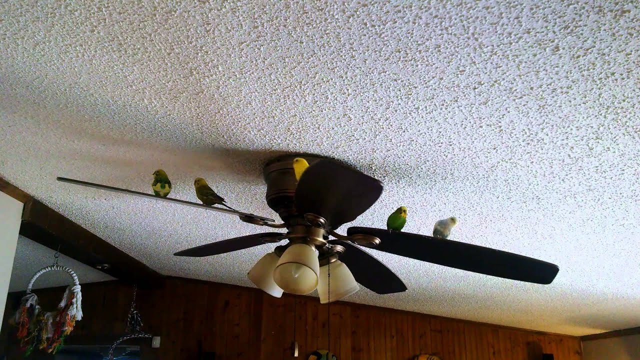 The Budgies ride the ceiling fan April 2015 - YouTube