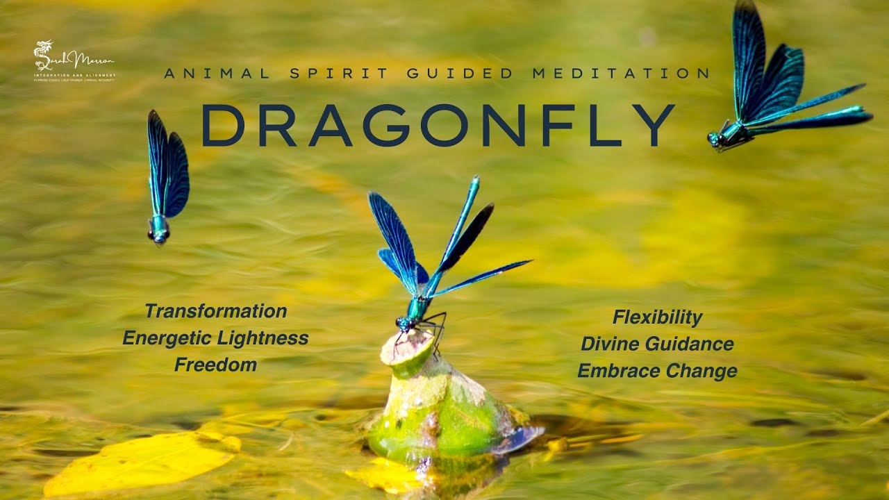 Dragonfly Meditation for Spiritual Transformation – Let Go, Find Peace ...