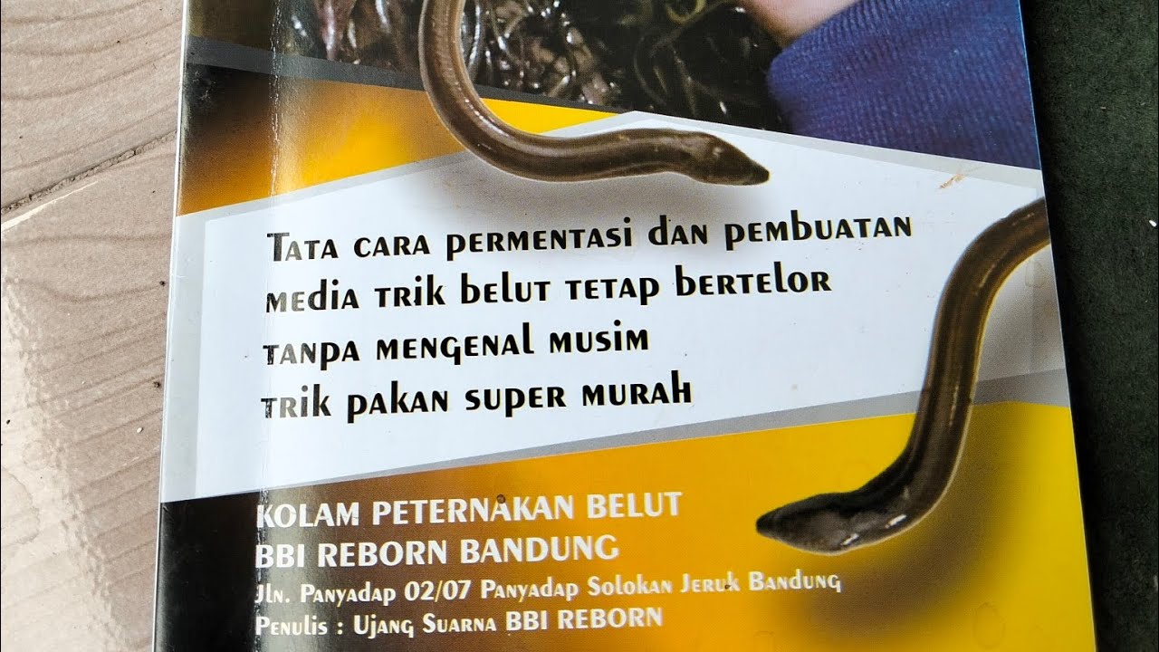 pakan belut super murah - YouTube
