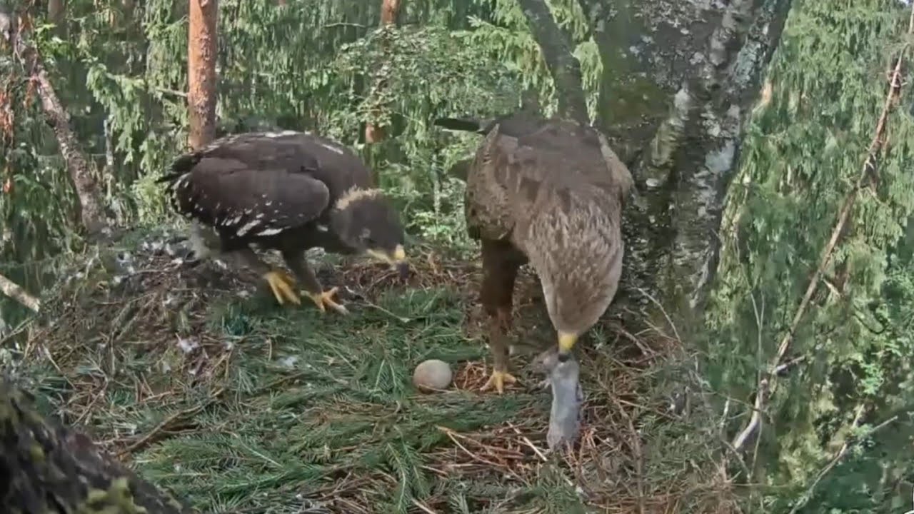 Eagle Dad brings mouse for eaglet | Mazais ērglis | Lesser spotted ...