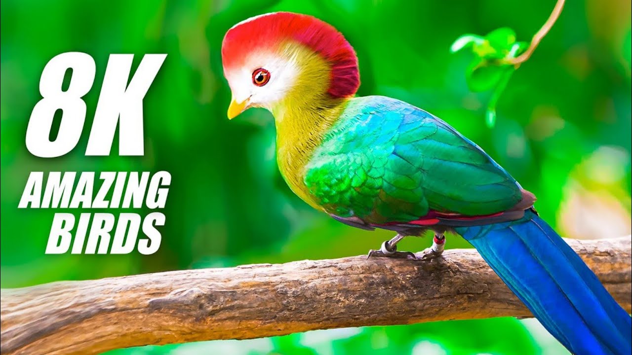 birds flying original sound #birds #wildlife #nature - YouTube