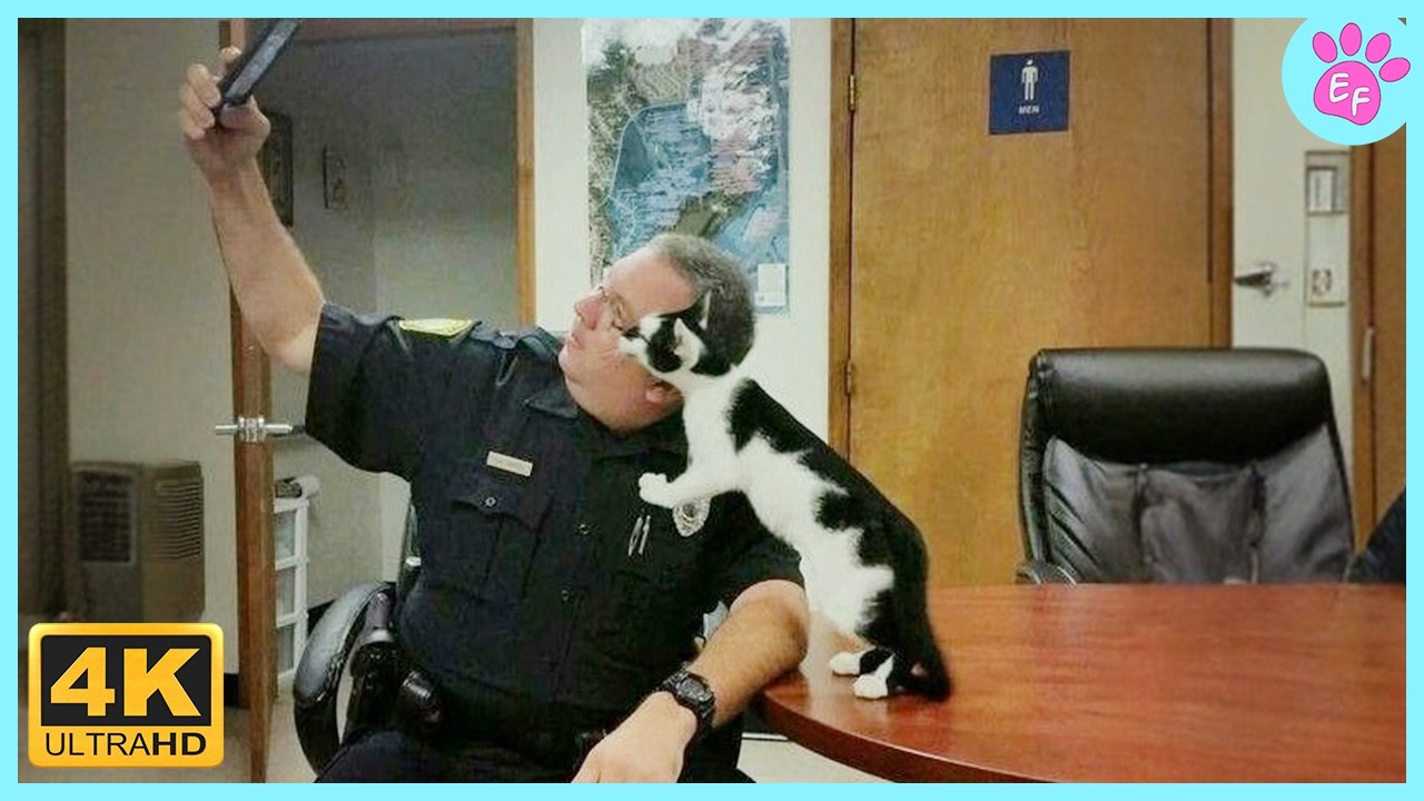 Cats Reach Maximum Cuteness ️ Cute Cats Videos 2025 - YouTube