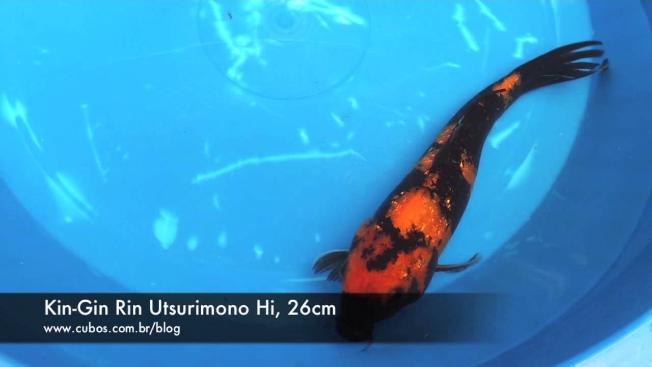 Kin-Gin Rin Utsurimono Hi, 26cm - YouTube