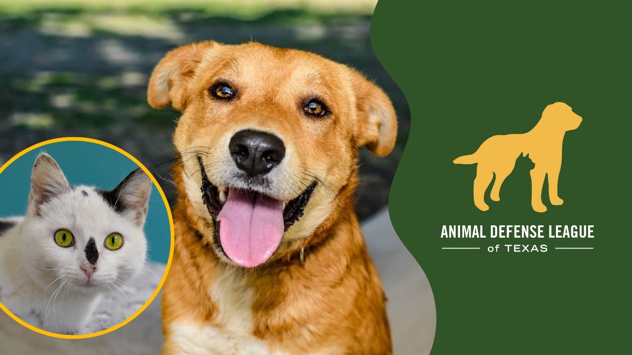 The Animal Defense League of Texas - YouTube