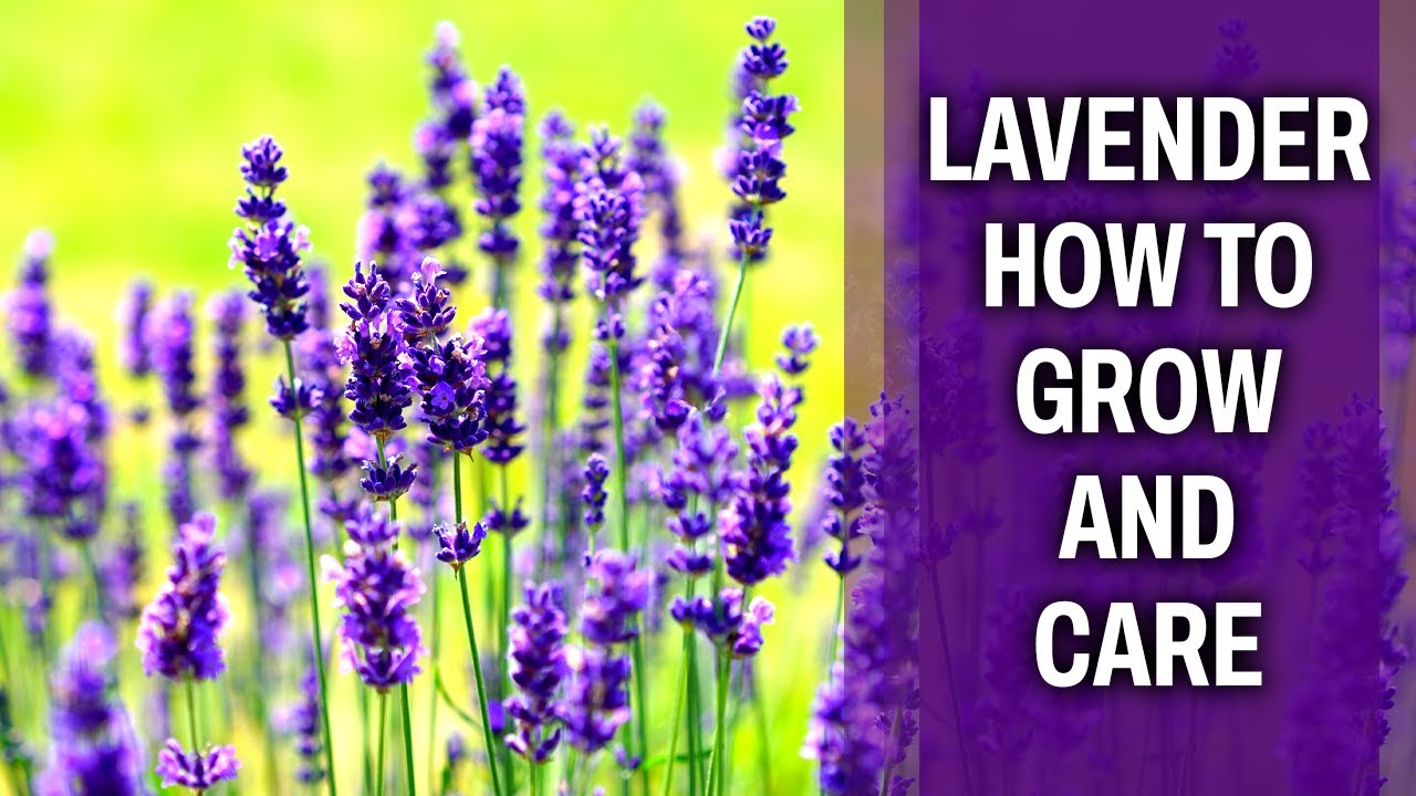 Lavender – How to grow and care for it - YouTube