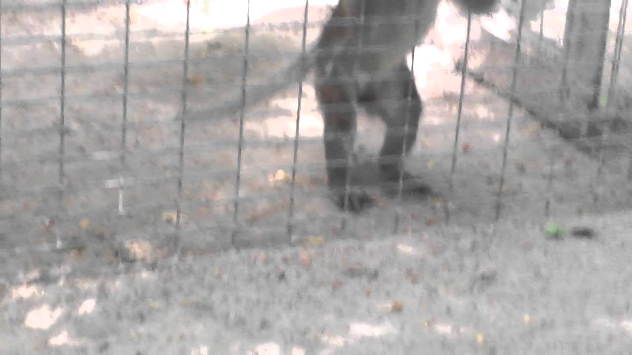 Another angry damn monkey @ Waccatee zoo, Myrtle Beach,SC - YouTube