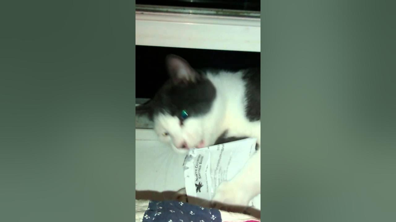 My Cat Eats My Mail YouTube my-cat-eats-my-mail-youtube
