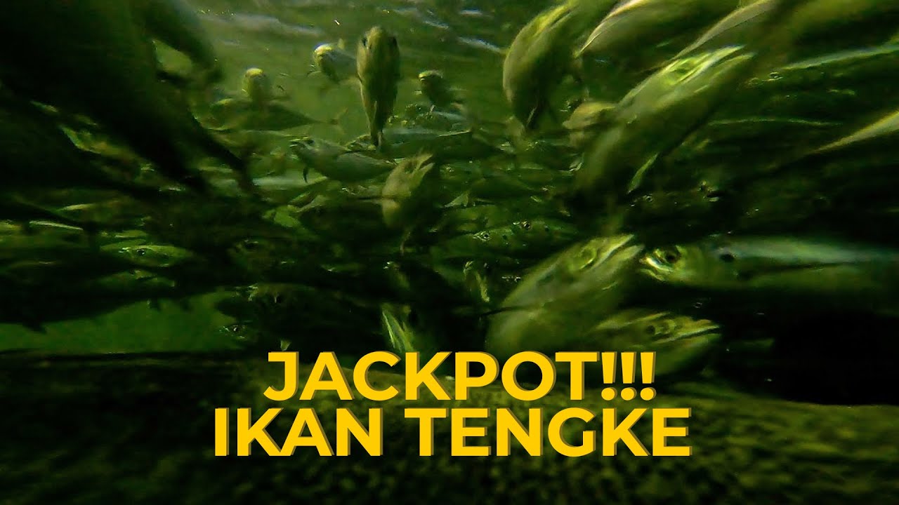IKAN TENGKE MANIA MANTAP - YouTube