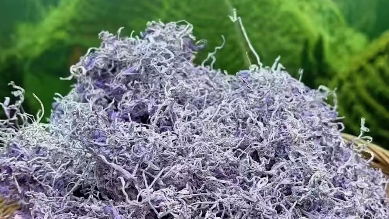 Vine 'tea', a specialty of Tujia ethnic group in central China - YouTube