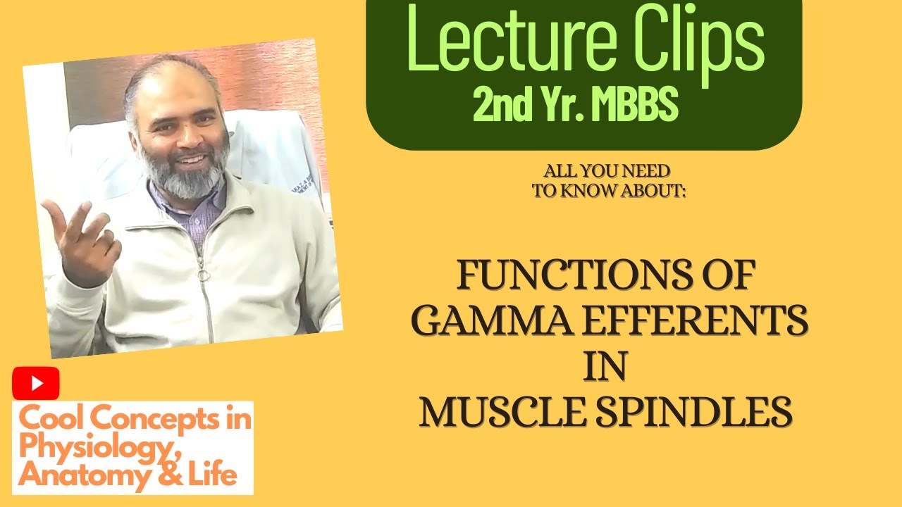 Live Clips: Sensory AND Motor functions of Gamma Efferents in muscle ...