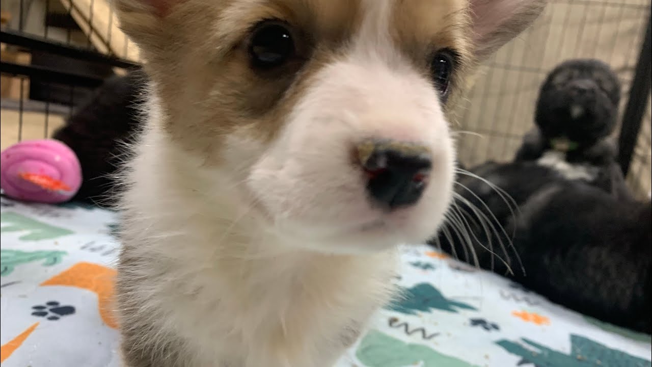Weekly Puppy Update. Puppies are HUGE! - YouTube
