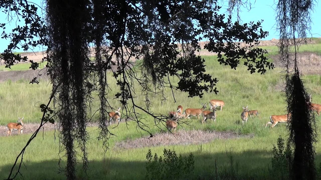 Deer Herd Behavior - YouTube