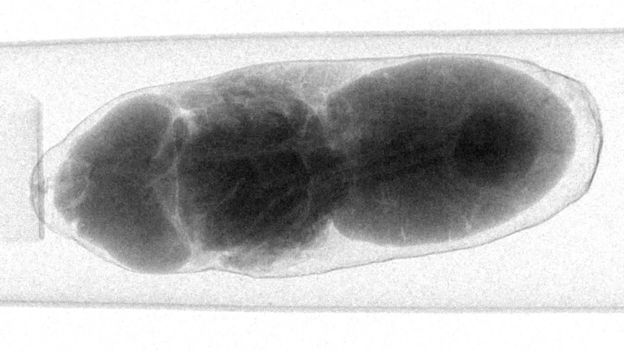 micro-CT Scan of a Fly Pupa Hatching - YouTube