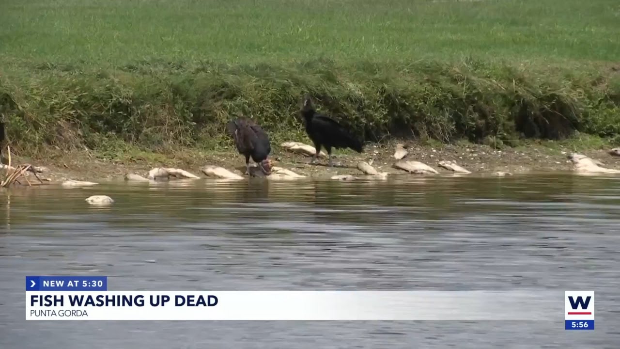Smelly fish washing up dead on shore concerning neighbors - YouTube
