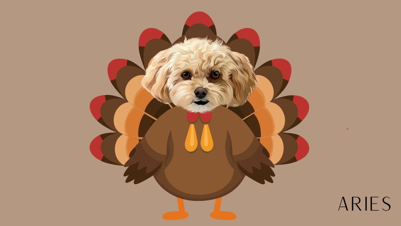 ARIES 🖤 GRATITUDE! with Christina Ricci’s CAT FULL OF SPIDERS tarot ...