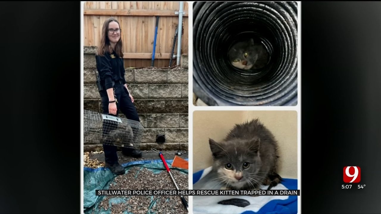 Stillwater Police Officer Helps Rescue Kitten Trapped In Drain - YouTube