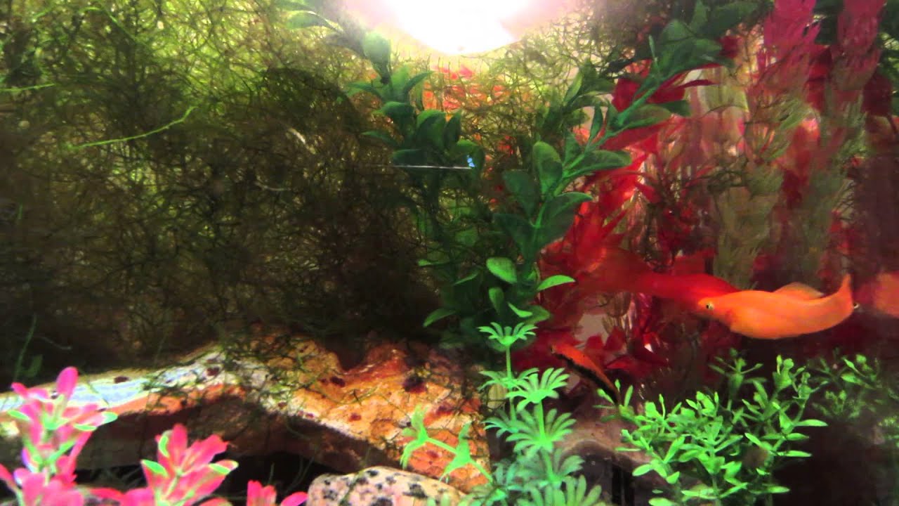 Sunset Platy Fish - Beautiful Tropical Fish उष्ण मछ्ली - YouTube