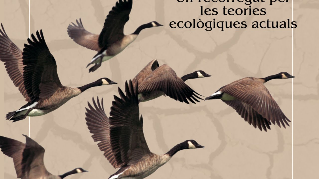 Col·lapsar millor, Miquel Àngel Ballester - YouTube