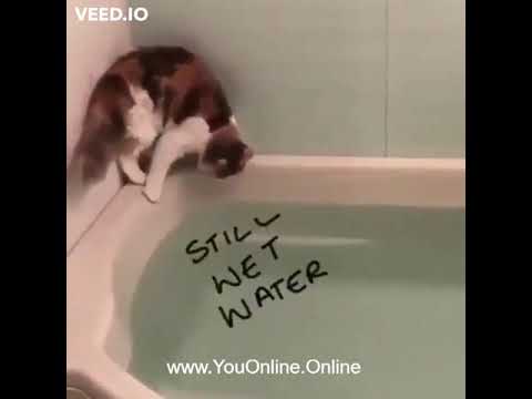 So smart cat - YouTube